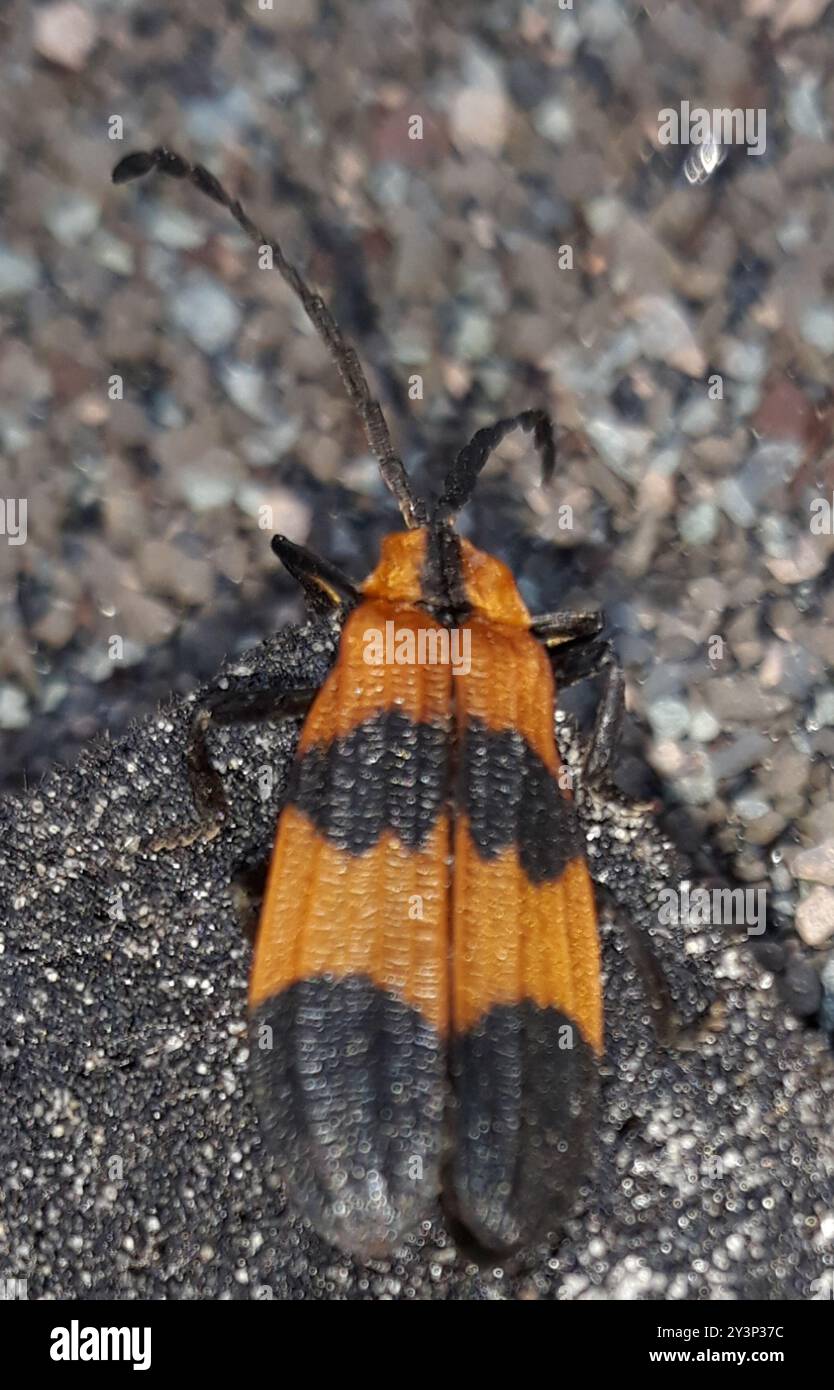 Reticulated Net-winged Beetle (Calopteron reticulatum) Insecta Stock ...