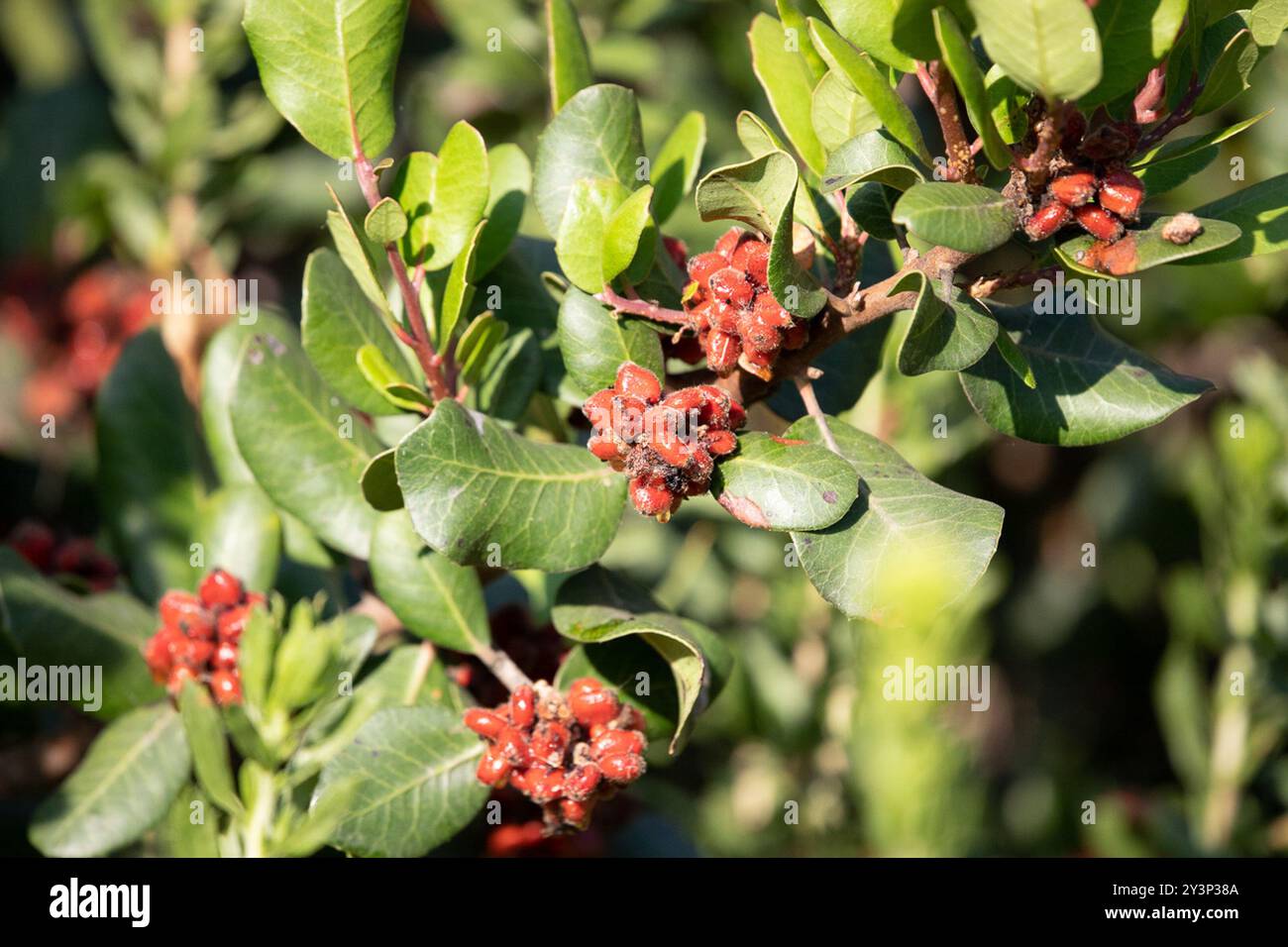 lemonade berry (Rhus integrifolia) Plantae Stock Photo - Alamy