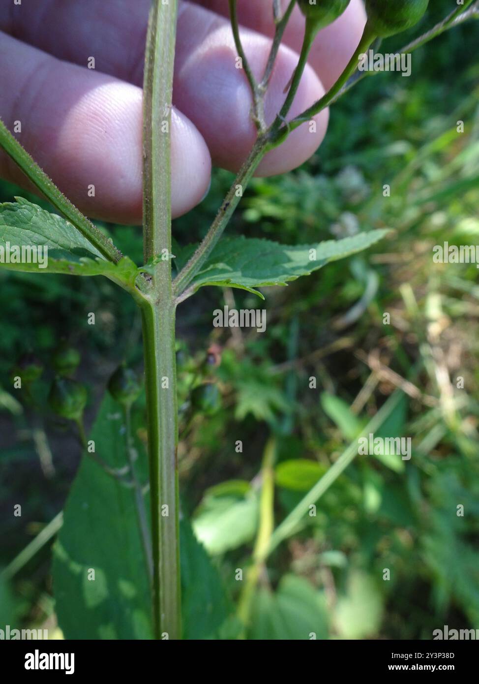Common Figwort (Scrophularia nodosa) Plantae Stock Photo - Alamy