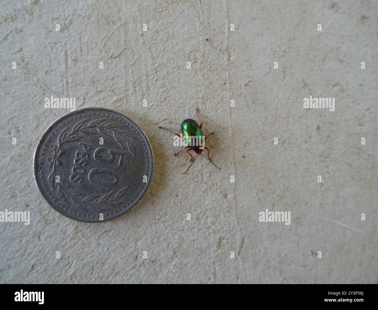 Water, Rove, Scarab, Long-horned, Leaf, and Snout Beetles (Polyphaga ...