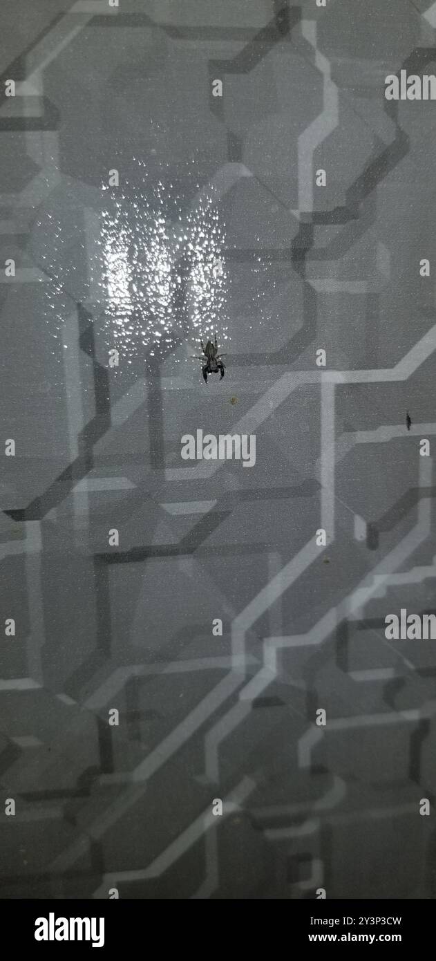 Four-lined Slender Jumping Spider (Marpissa lineata) Arachnida Stock ...