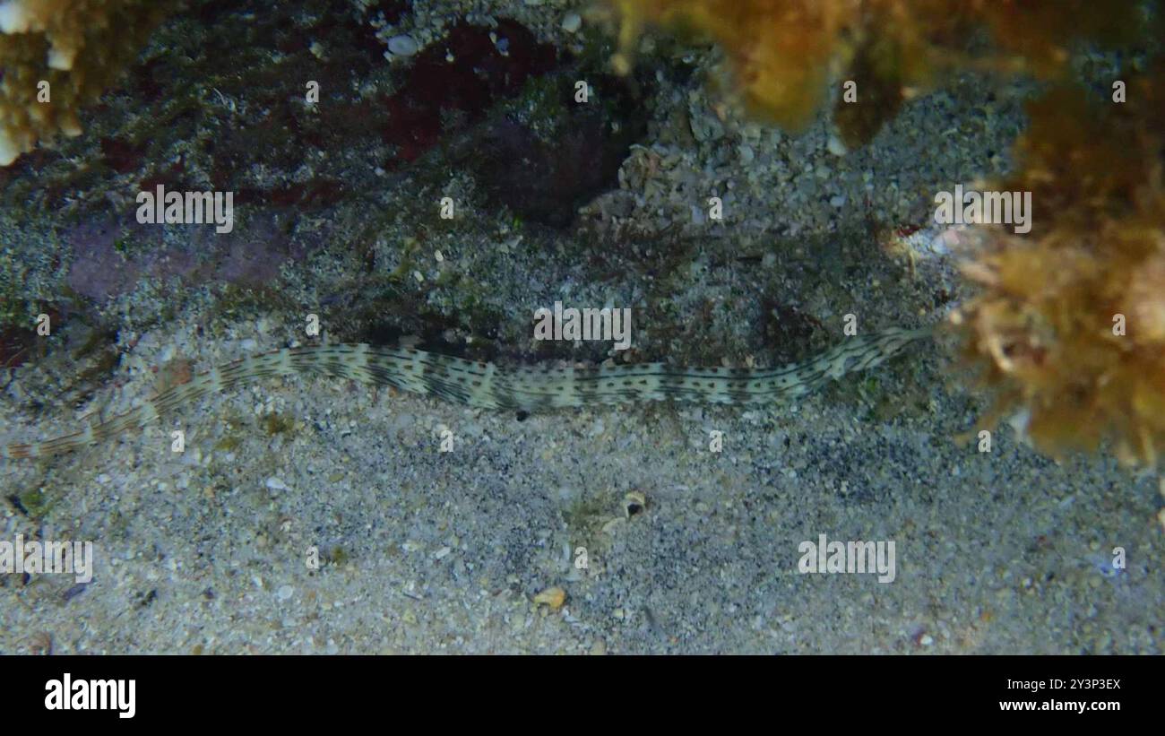 Schultz's Pipefish (Corythoichthys schultzi) Actinopterygii Stock Photo ...