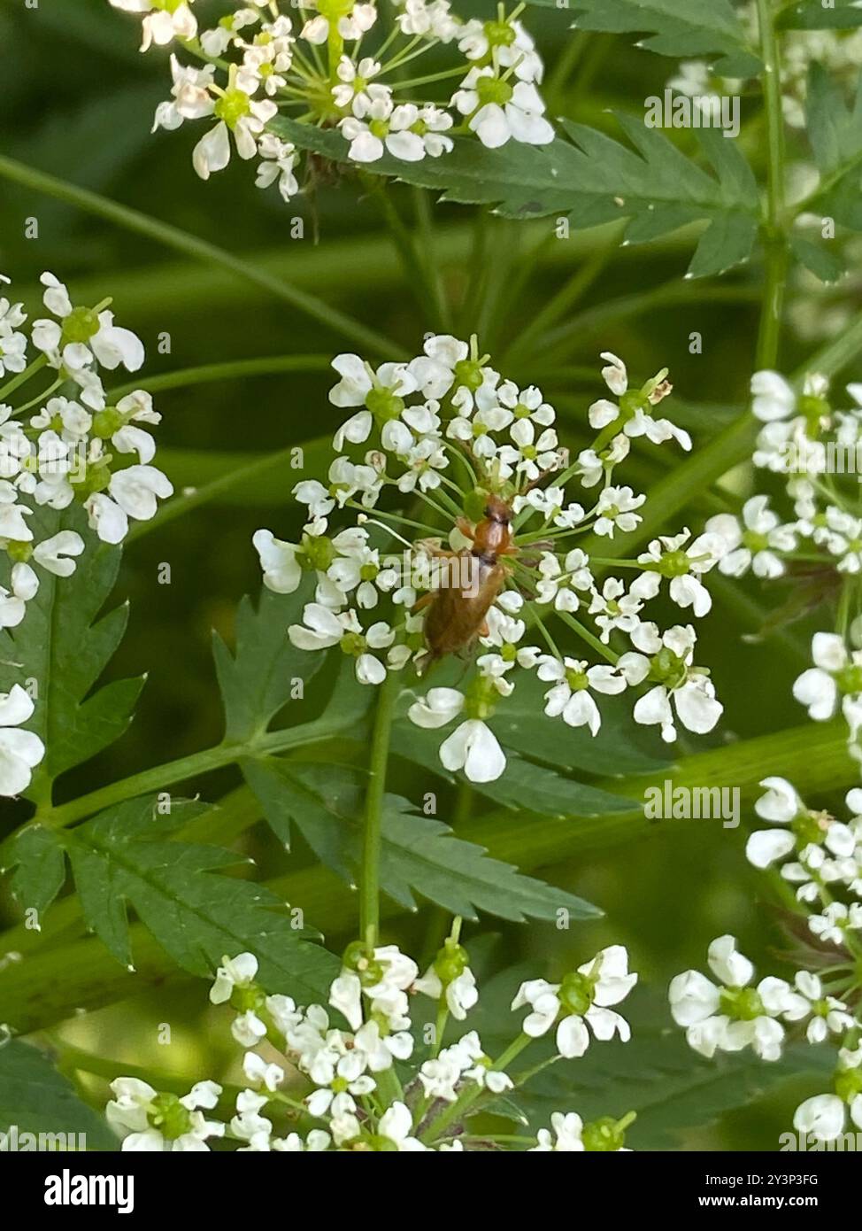 (Orsodacne cerasi) Insecta Stock Photo - Alamy