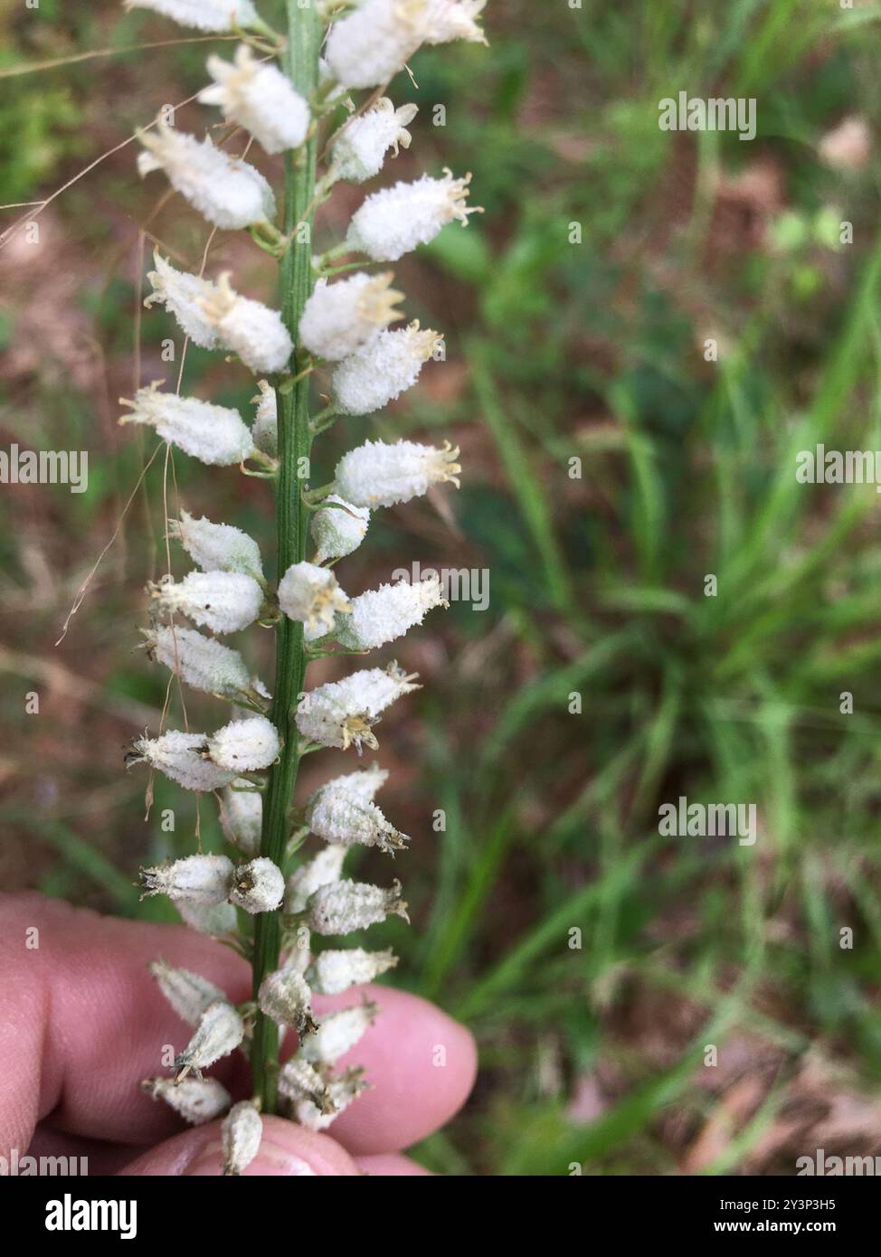 White-tubed Colicroot (Aletris farinosa) Plantae Stock Photo - Alamy