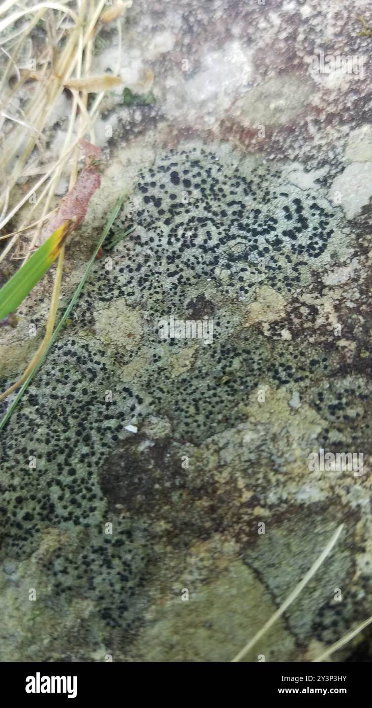 concentric boulder lichen (Porpidia crustulata) Fungi Stock Photo - Alamy