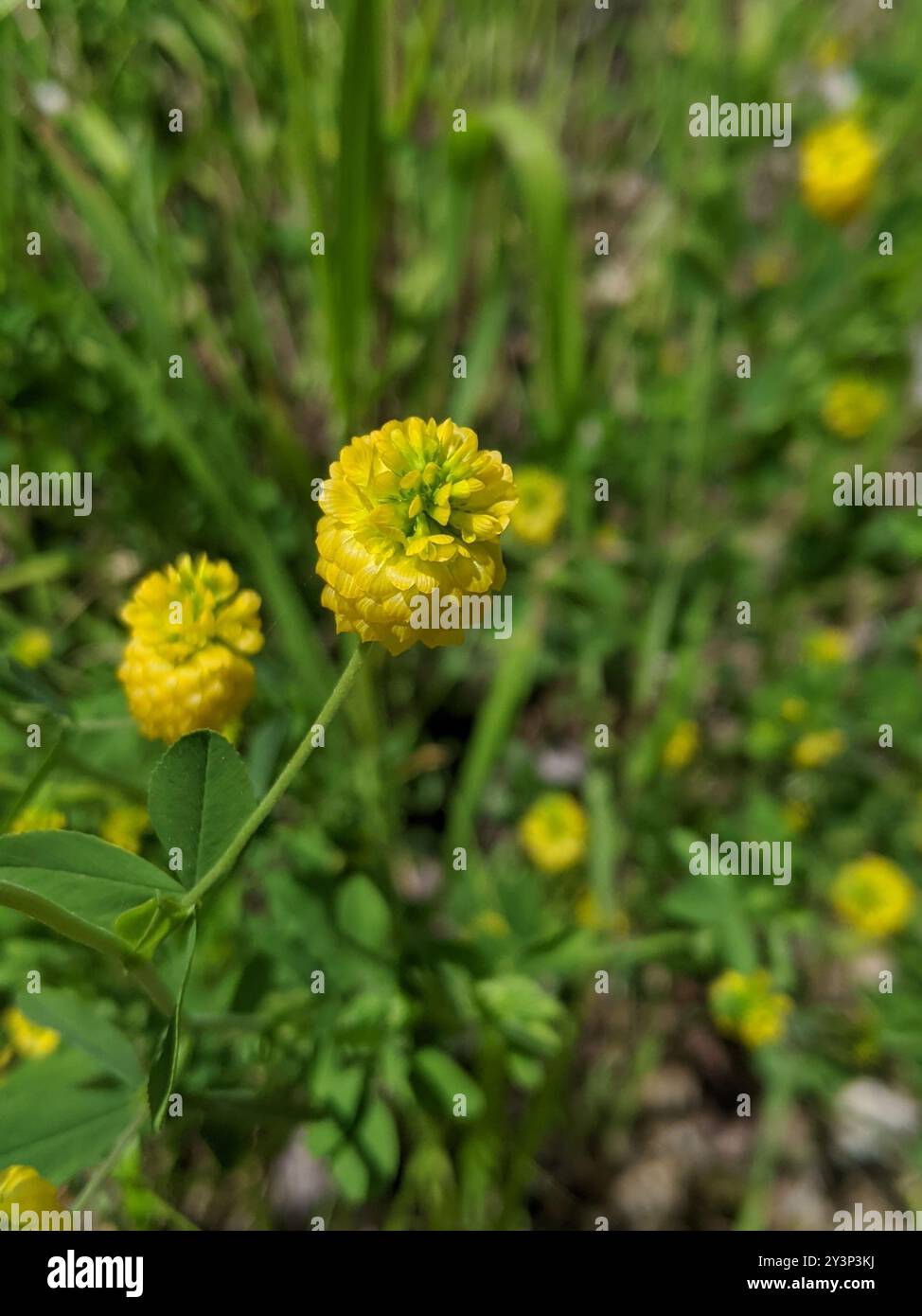 large hop clover (Trifolium aureum) Plantae Stock Photo - Alamy