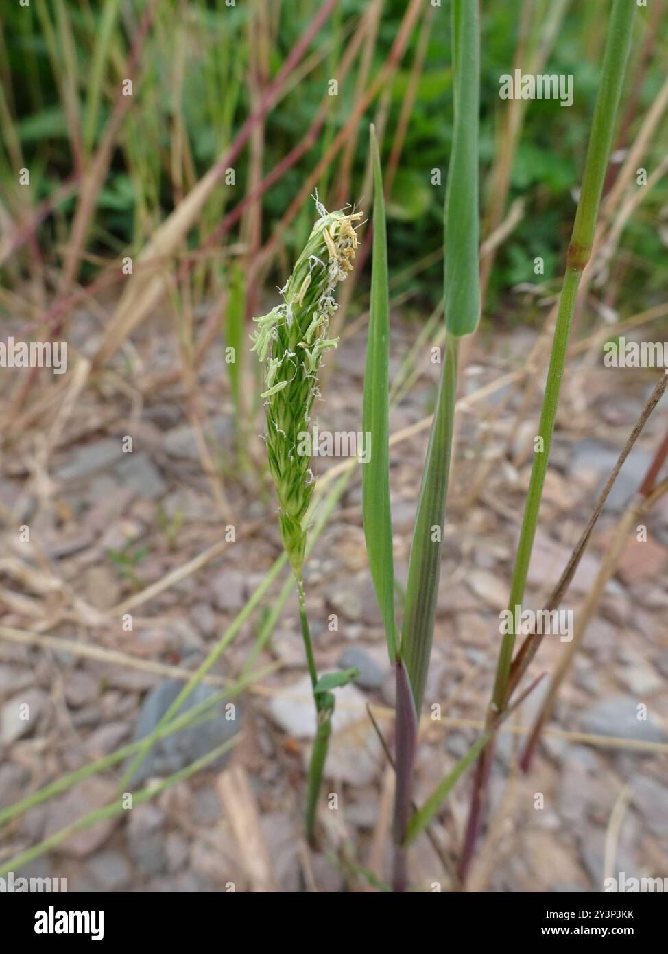 Black-grass (Alopecurus myosuroides) Plantae Stock Photo - Alamy