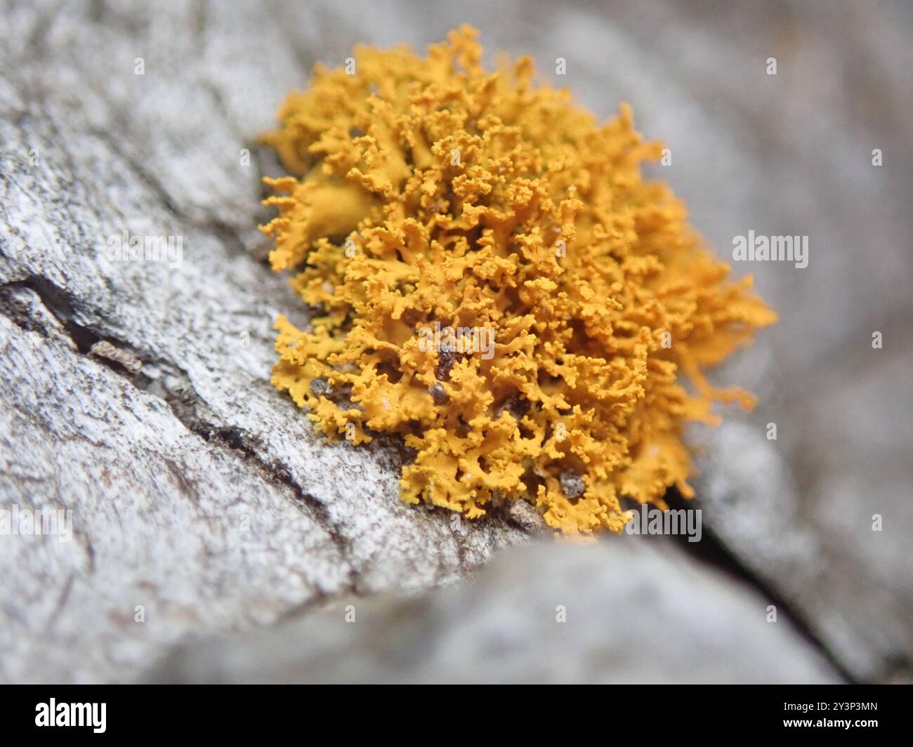 Shrubby Sunburst Lichen (Polycauliona candelaria) Fungi Stock Photo - Alamy