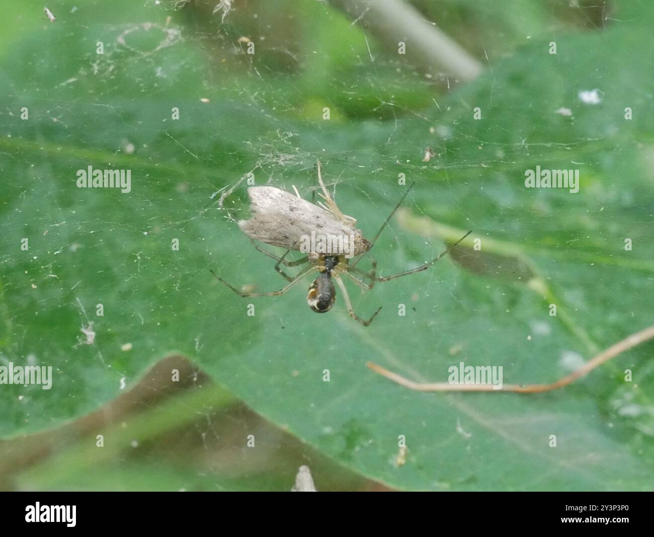 Sheetweb Spiders (Linyphia) Arachnida Stock Photo - Alamy
