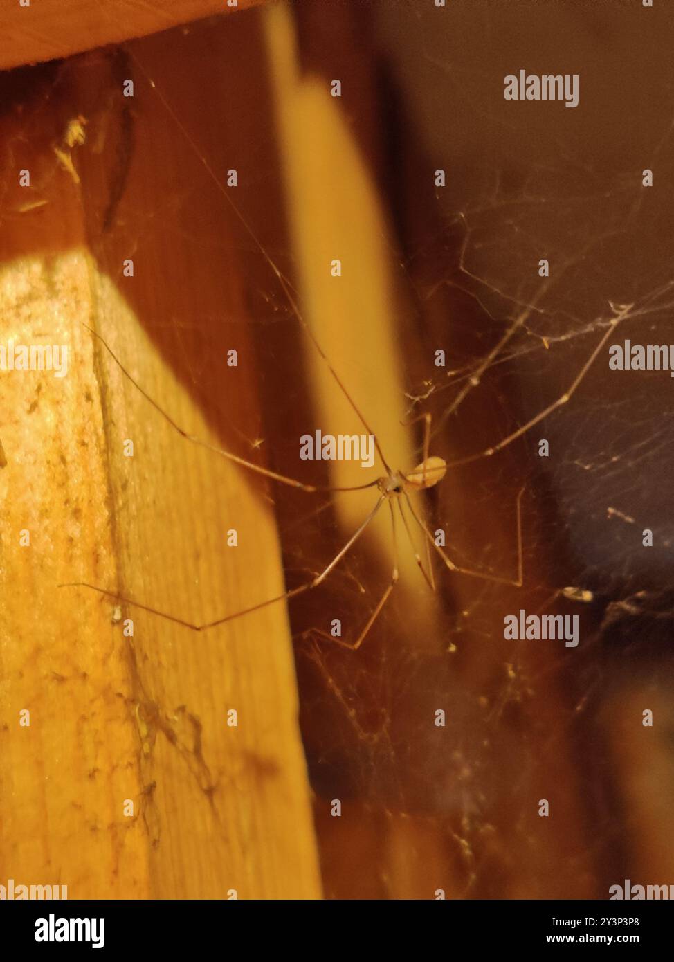 Cellar Spiders (Pholcidae) Arachnida Stock Photo - Alamy