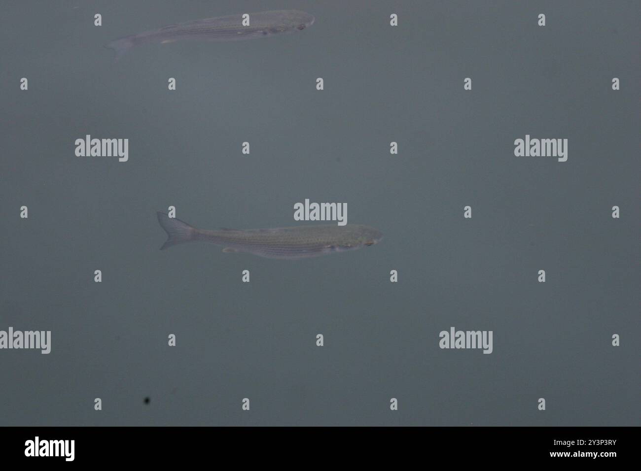 Thinlip Mullet (Chelon ramada) Actinopterygii Stock Photo - Alamy