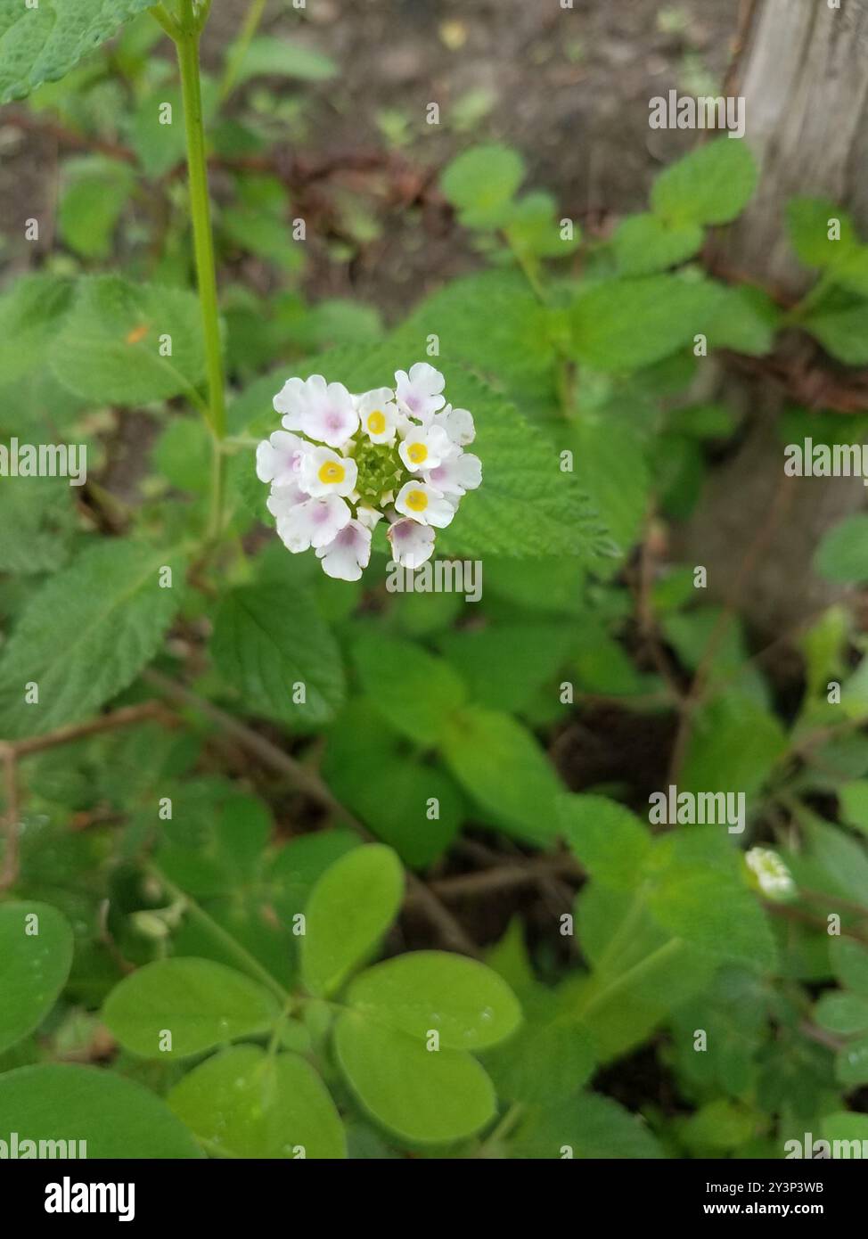 lantanas (Lantana) Plantae Stock Photo - Alamy