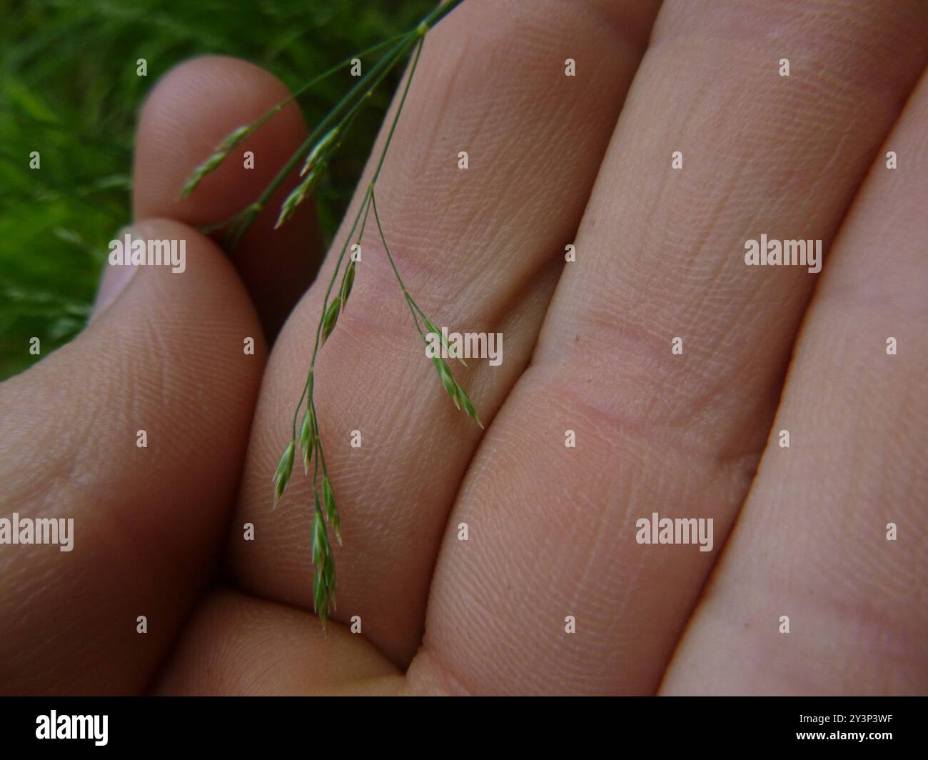 Wood Fescue (Festuca altissima) Plantae Stock Photo - Alamy