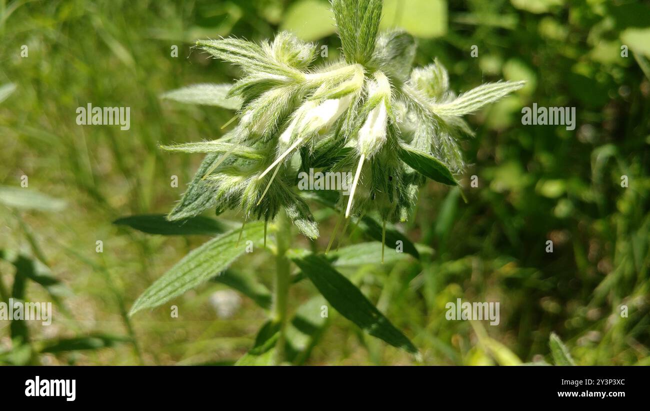 False gromwell hi-res stock photography and images - Alamy