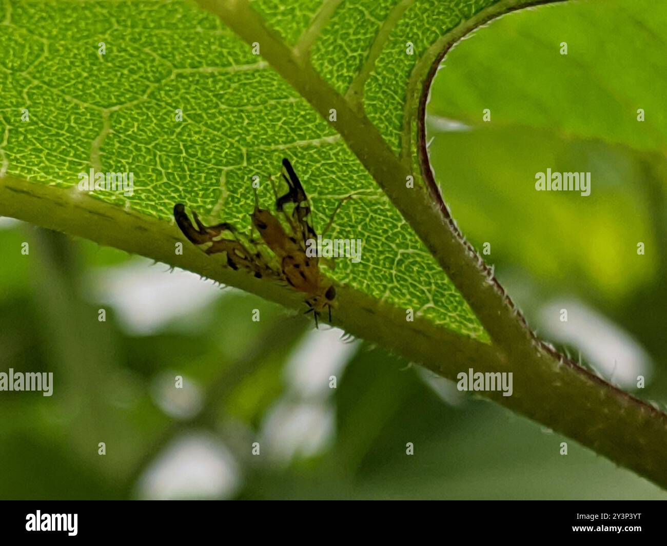 Sunflower Maggot Fly (Strauzia longipennis) Insecta Stock Photo - Alamy