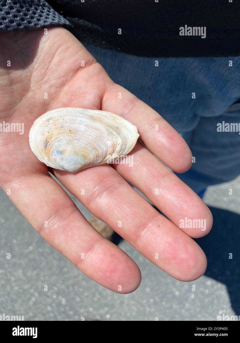 Bent-nosed Clam (Macoma nasuta) Mollusca Stock Photo - Alamy