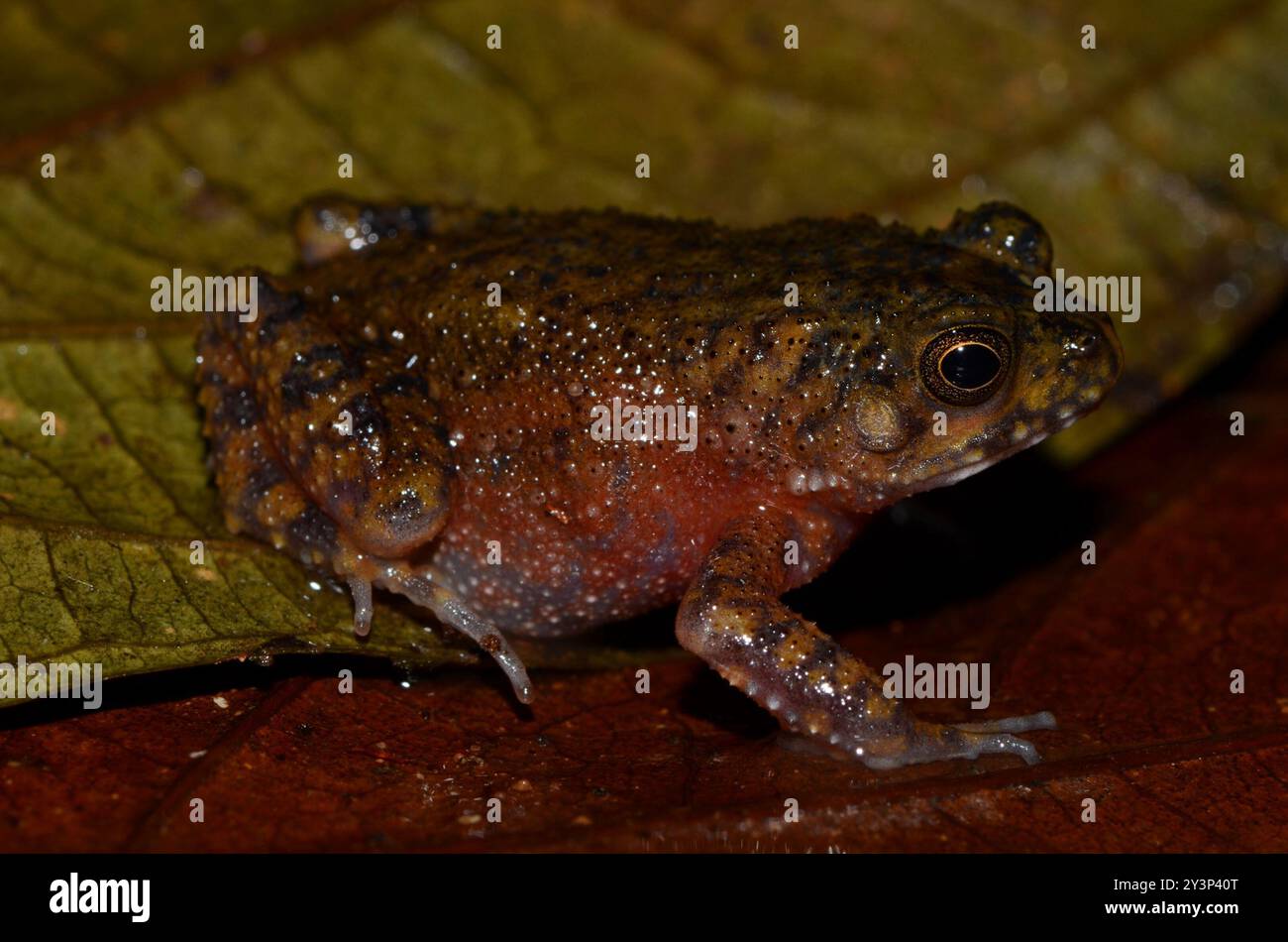 French Congo Toad (Sclerophrys gracilipes) Amphibia Stock Photo - Alamy