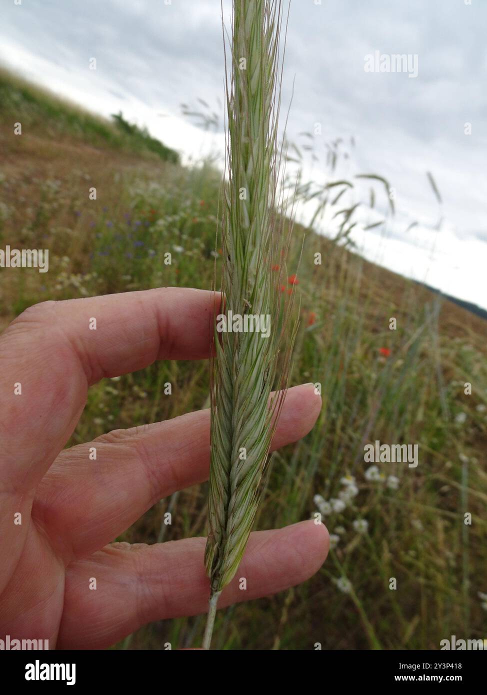 rye (Secale cereale) Plantae Stock Photo - Alamy