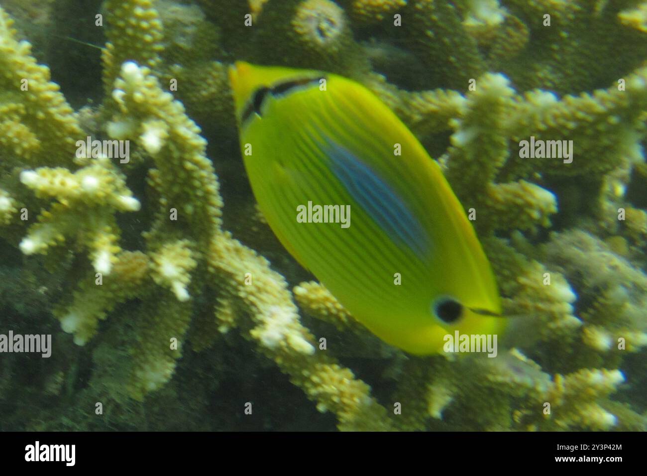 Bluespot Butterflyfish (Chaetodon plebeius) Actinopterygii Stock Photo ...