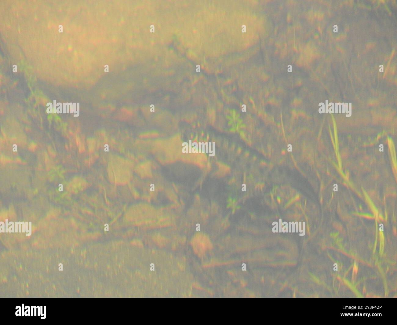 Italian Crested Newt (Triturus carnifex) Amphibia Stock Photo - Alamy