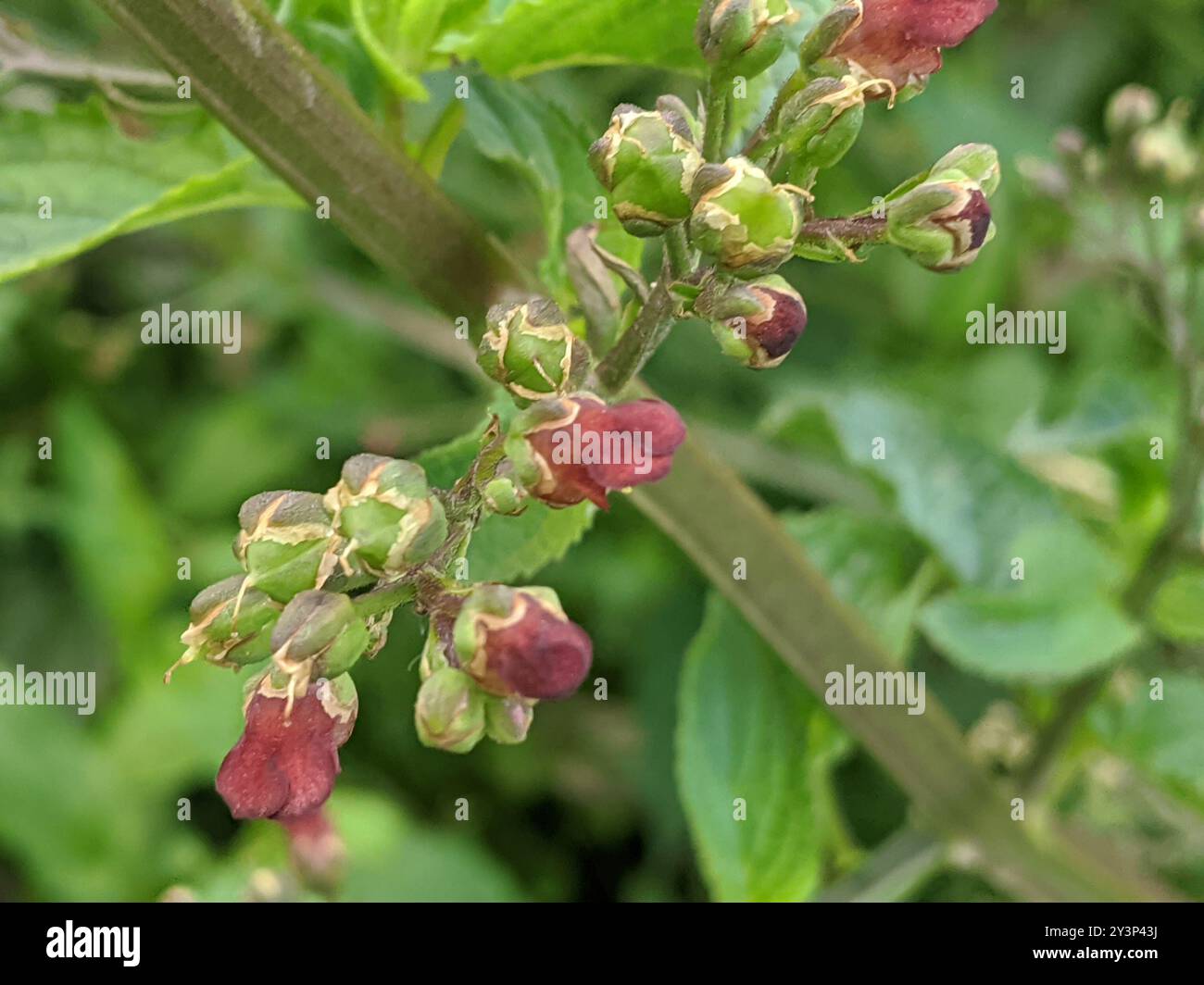 Water Figwort (Scrophularia auriculata) Plantae Stock Photo - Alamy
