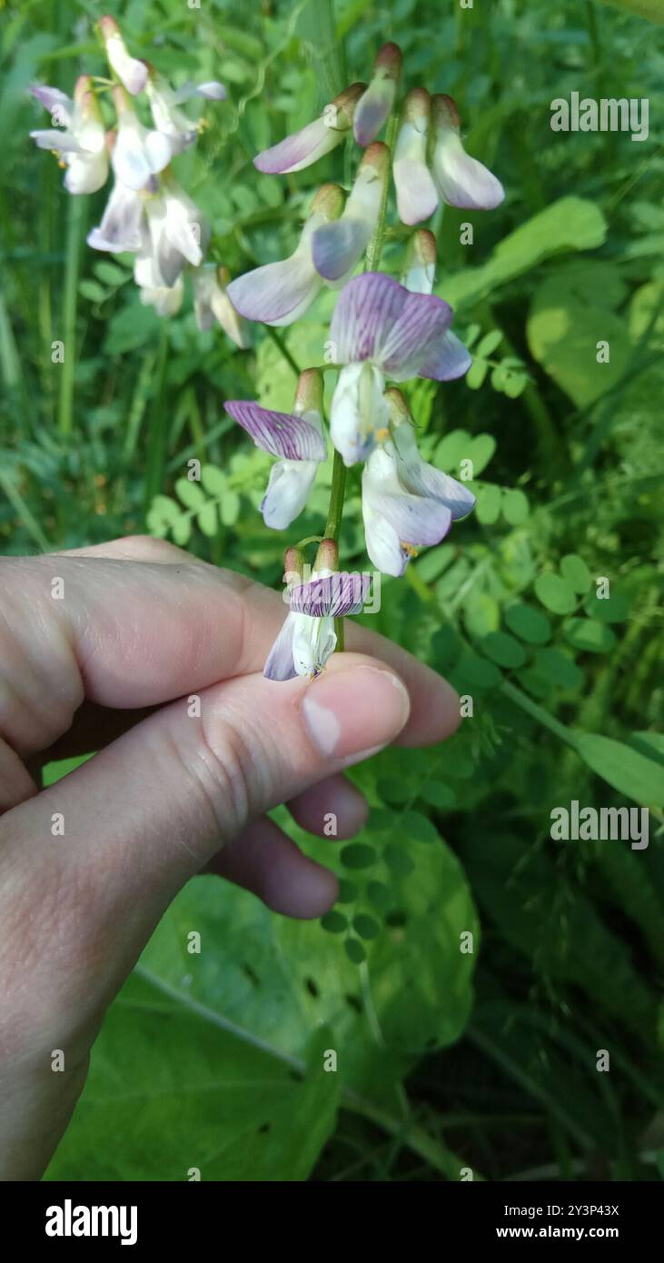 Wood Vetch (Vicia sylvatica) Plantae Stock Photo - Alamy