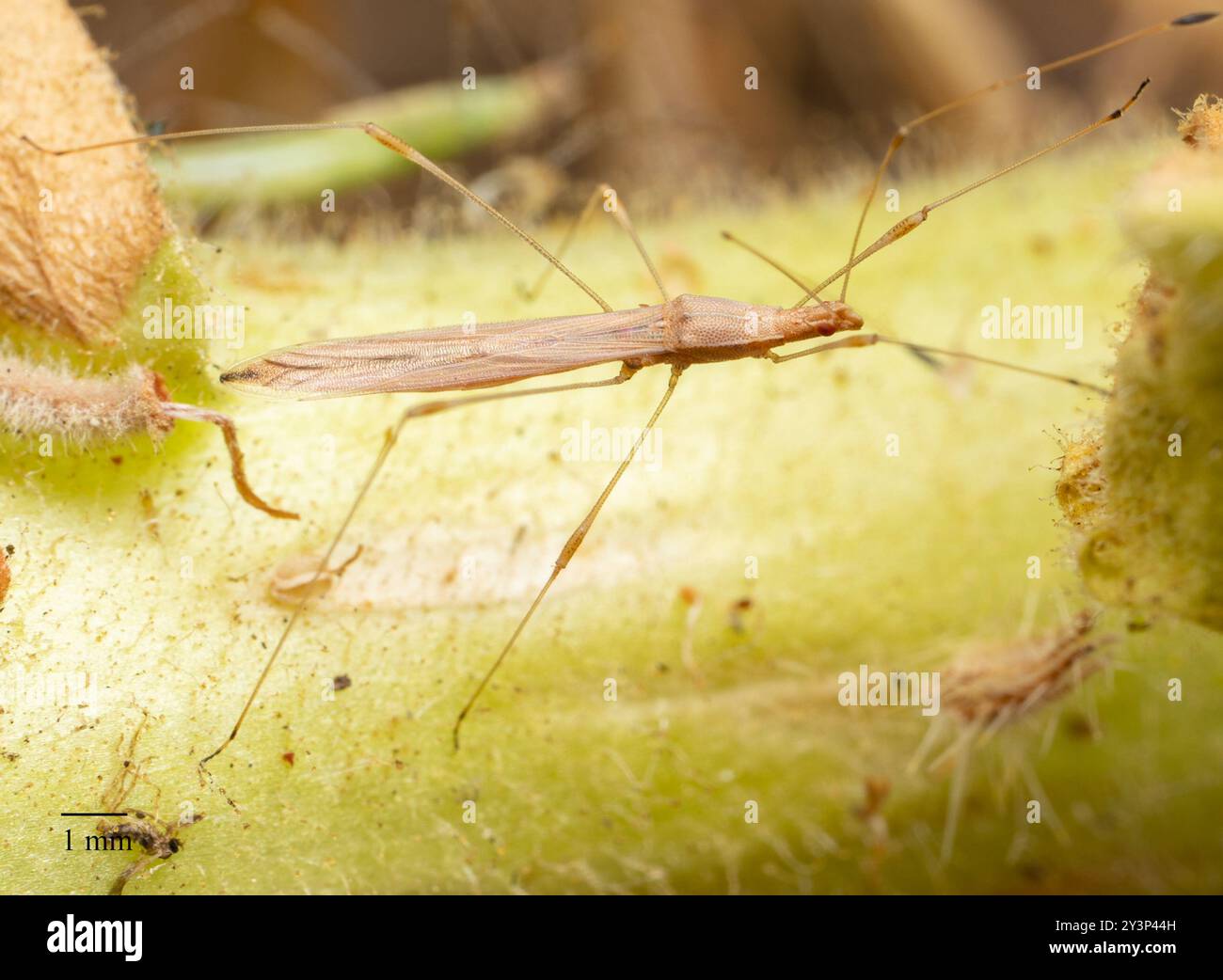 Stilt Bugs (Berytidae) Insecta Stock Photo - Alamy
