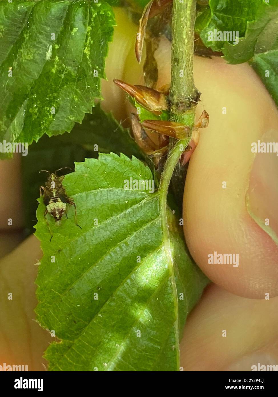 Birch Catkin Bug (Kleidocerys resedae) Insecta Stock Photo - Alamy