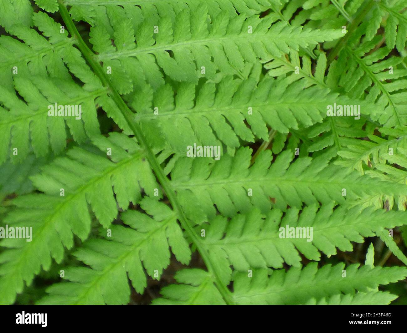 southern lady fern (Athyrium asplenioides) Plantae Stock Photo - Alamy