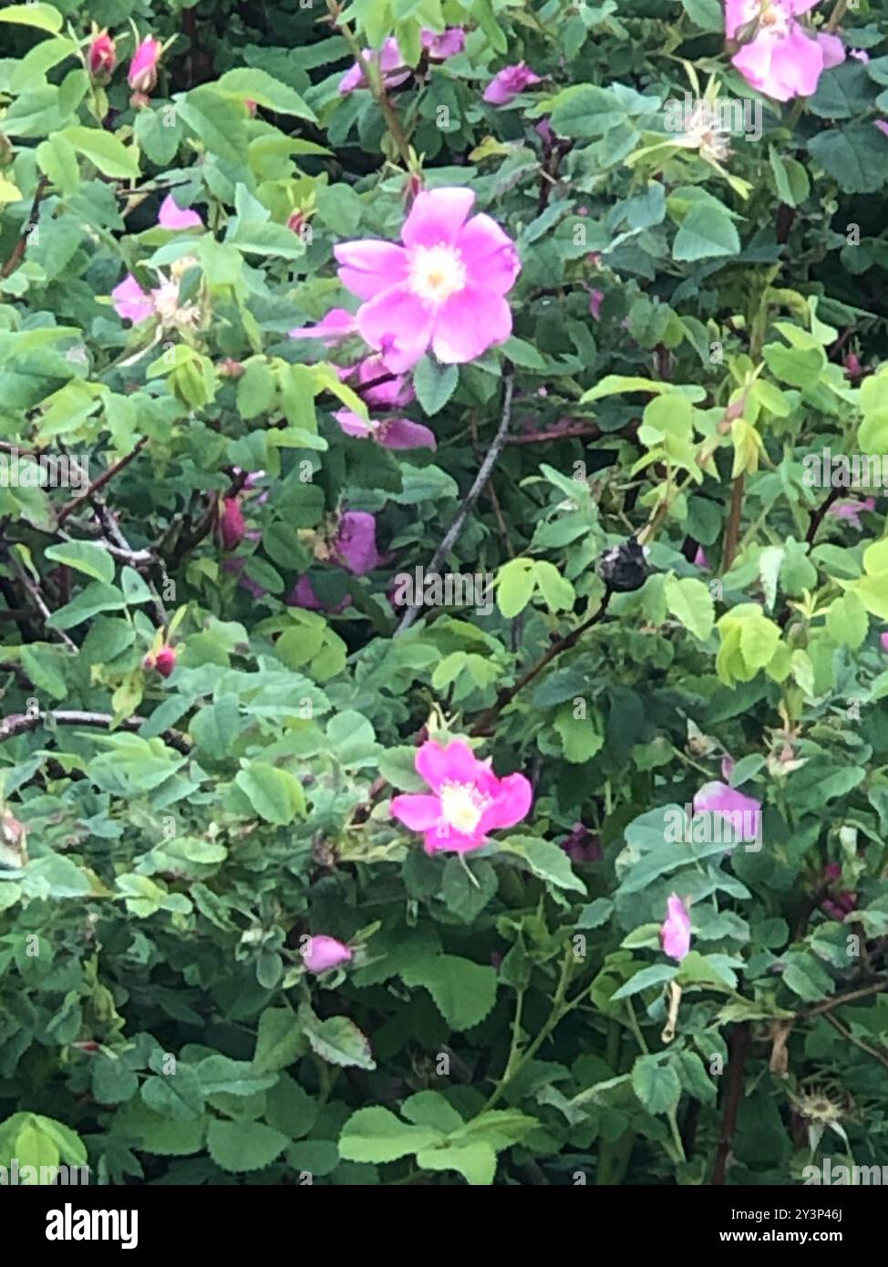 Nootka rose (Rosa nutkana) Plantae Stock Photo - Alamy