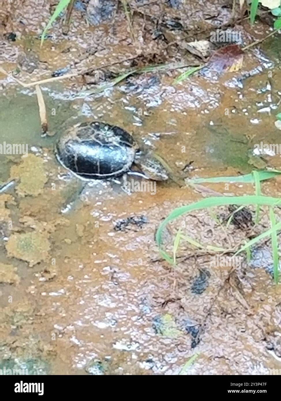 Eastern Musk Turtle (Sternotherus odoratus) Reptilia Stock Photo - Alamy