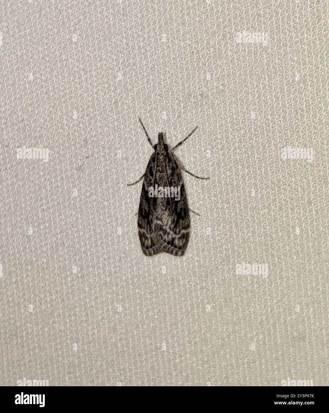 Double-striped Scoparia Moth (Scoparia biplagialis) Insecta Stock Photo ...