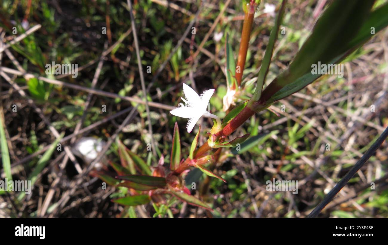 buttonweed (Diodia virginiana) Plantae Stock Photo - Alamy