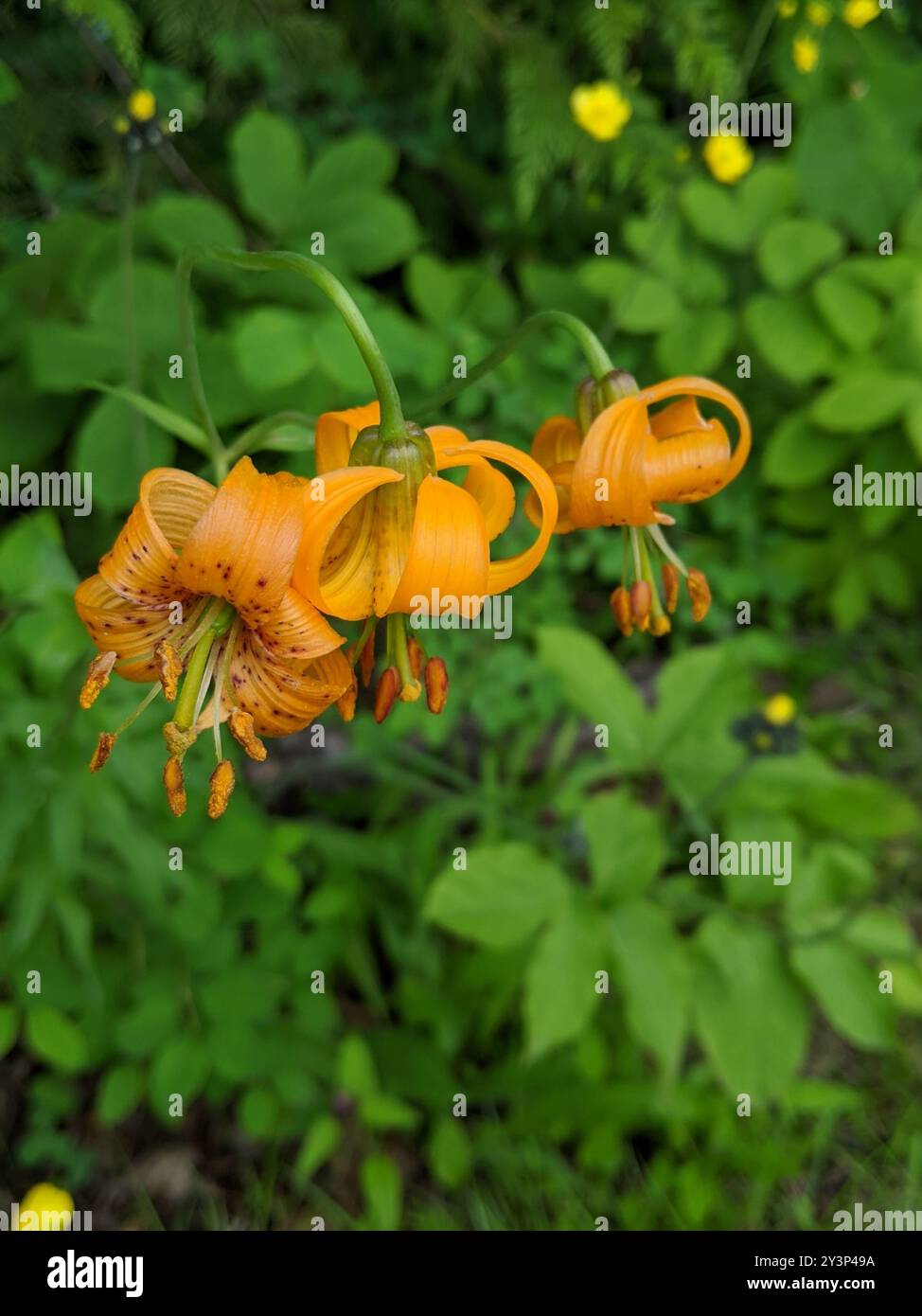 Columbia lily (Lilium columbianum) Plantae Stock Photo - Alamy
