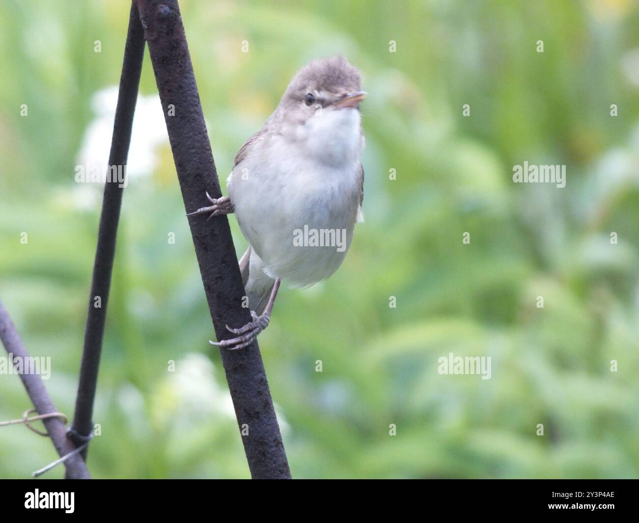 Reed Warblers and Allies (Acrocephalidae) Aves Stock Photo - Alamy