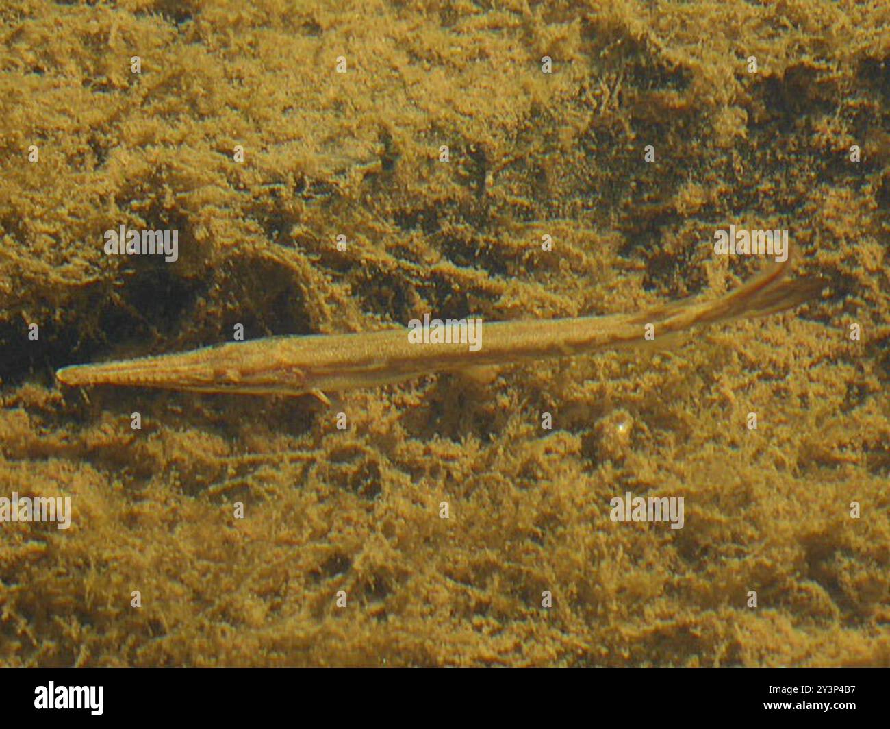Longnose Gar (Lepisosteus osseus) Actinopterygii Stock Photo - Alamy