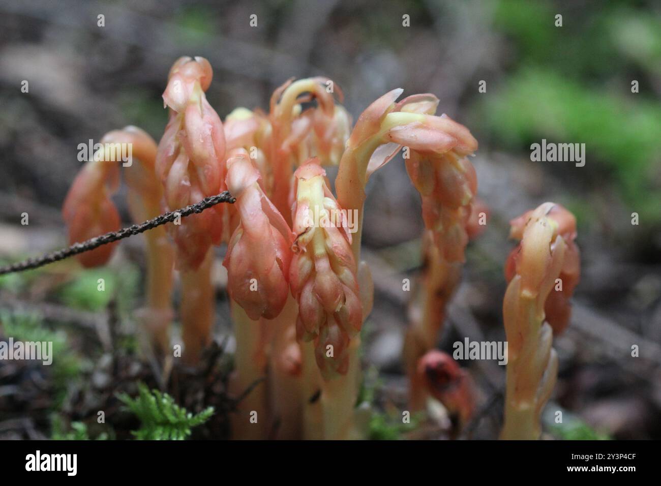 pinesap (Monotropa hypopitys) Plantae Stock Photo - Alamy