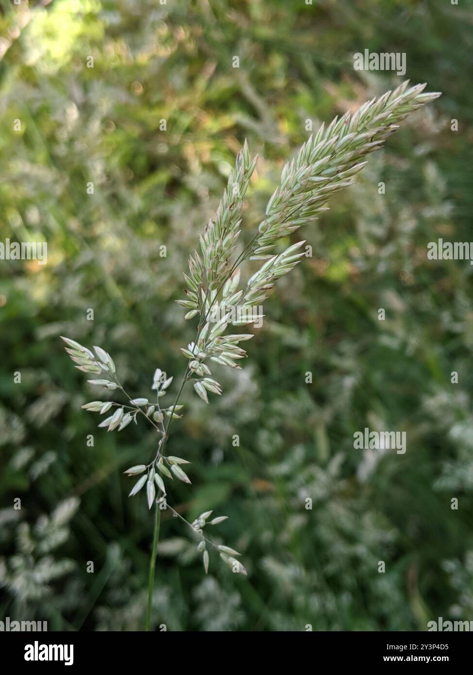 Yorkshire fog (Holcus lanatus) Plantae Stock Photo - Alamy