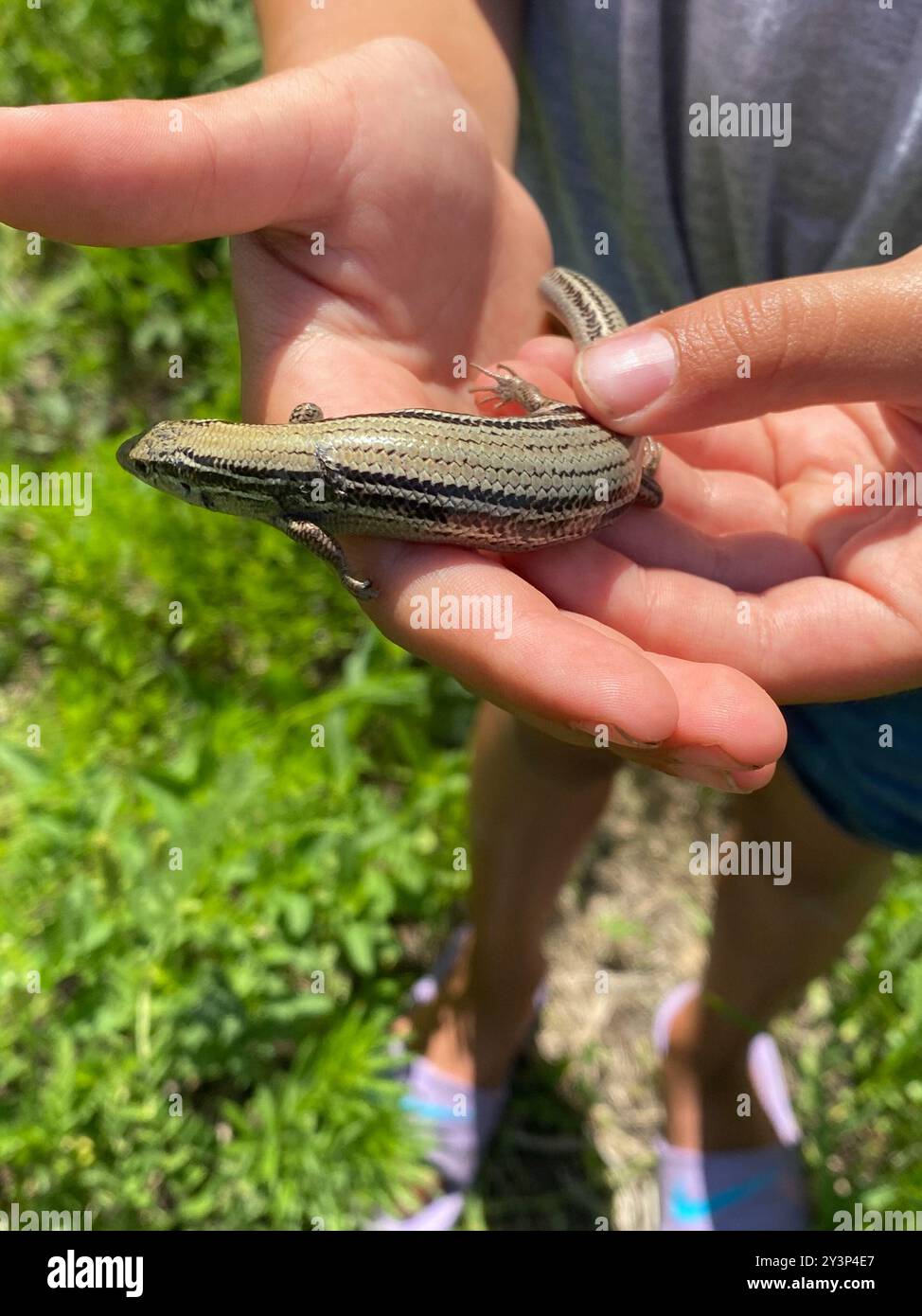 Prairie Skink (Plestiodon septentrionalis) Reptilia Stock Photo - Alamy
