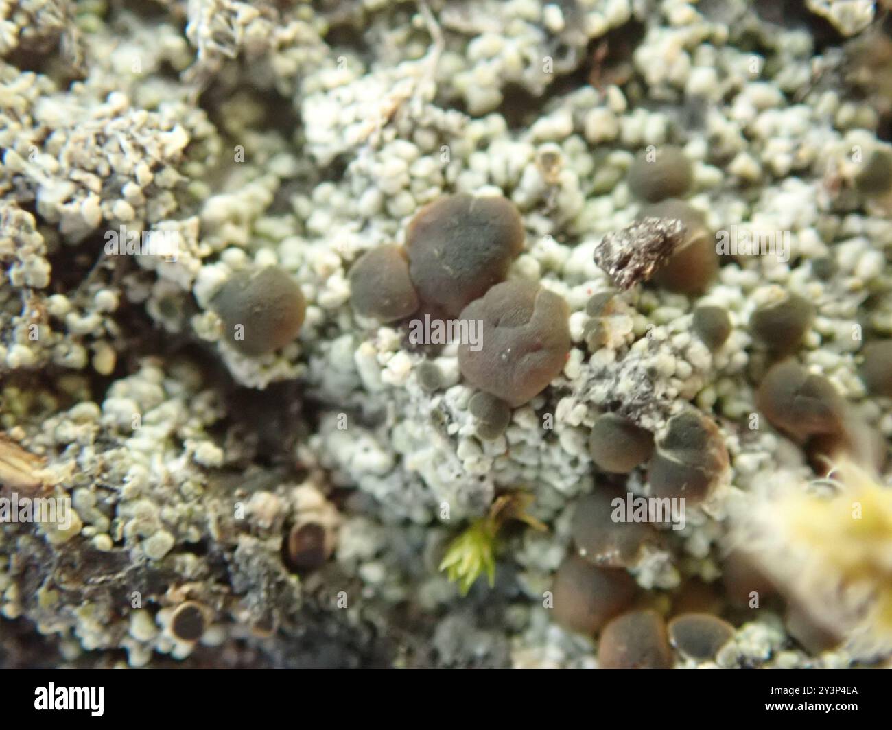 Granular Mottled-disk Lichen (Trapeliopsis granulosa) Fungi Stock Photo ...
