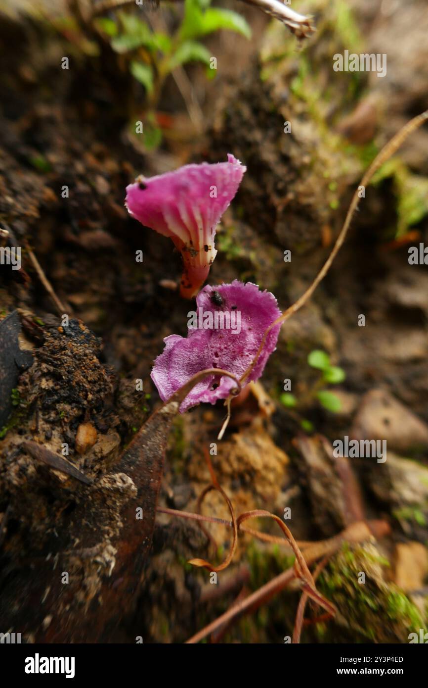 (Cuphophyllus cheelii) Fungi Stock Photo - Alamy