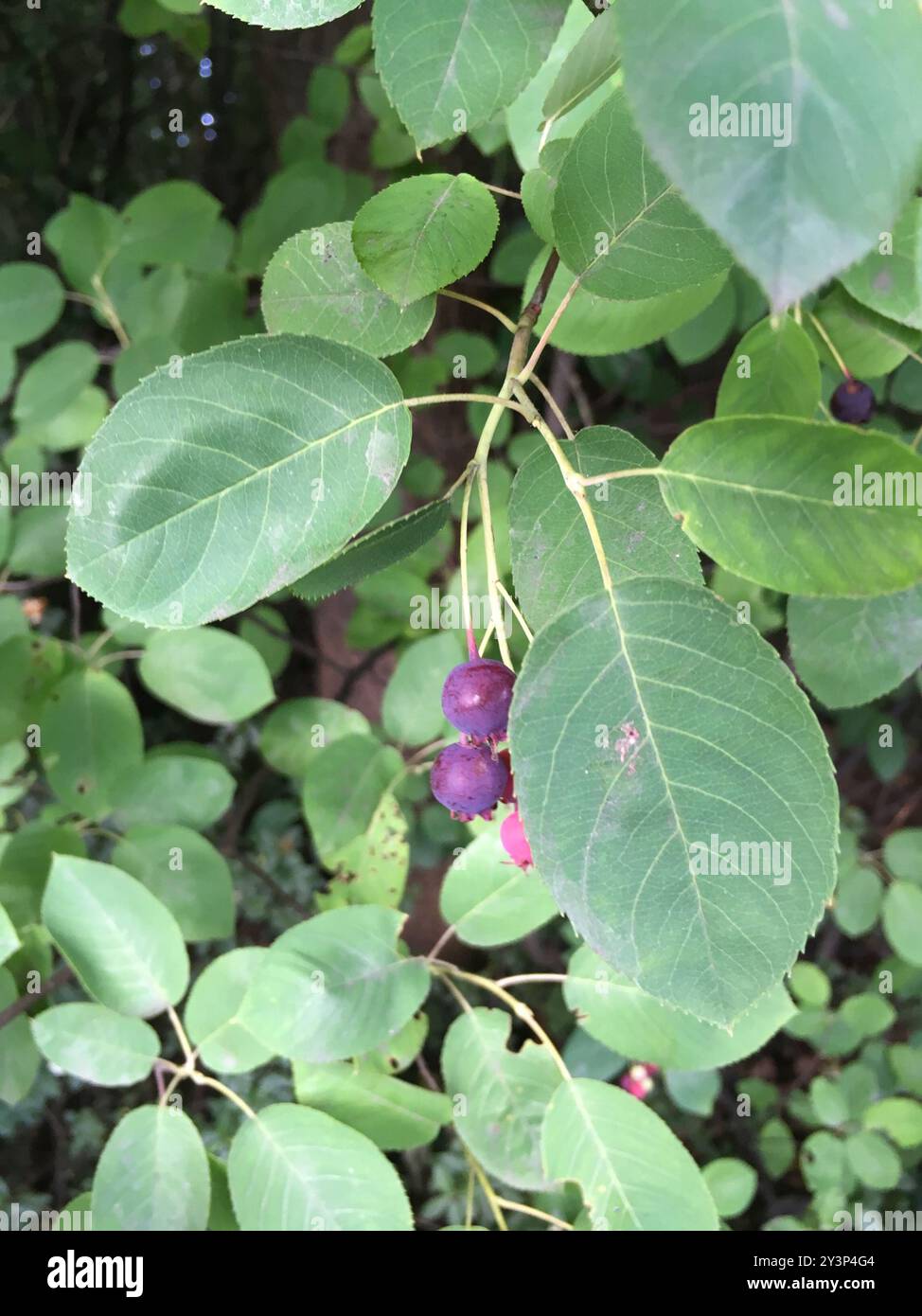 common serviceberry (Amelanchier arborea) Plantae Stock Photo - Alamy