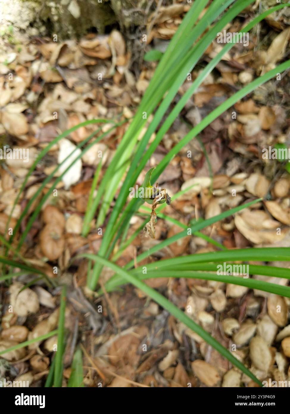 Common Beardless Irises (Limniris) Plantae Stock Photo - Alamy