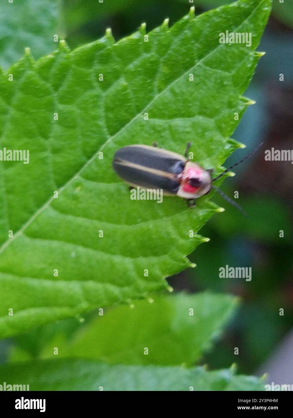 Common Eastern Firefly (Photinus pyralis) Insecta Stock Photo - Alamy