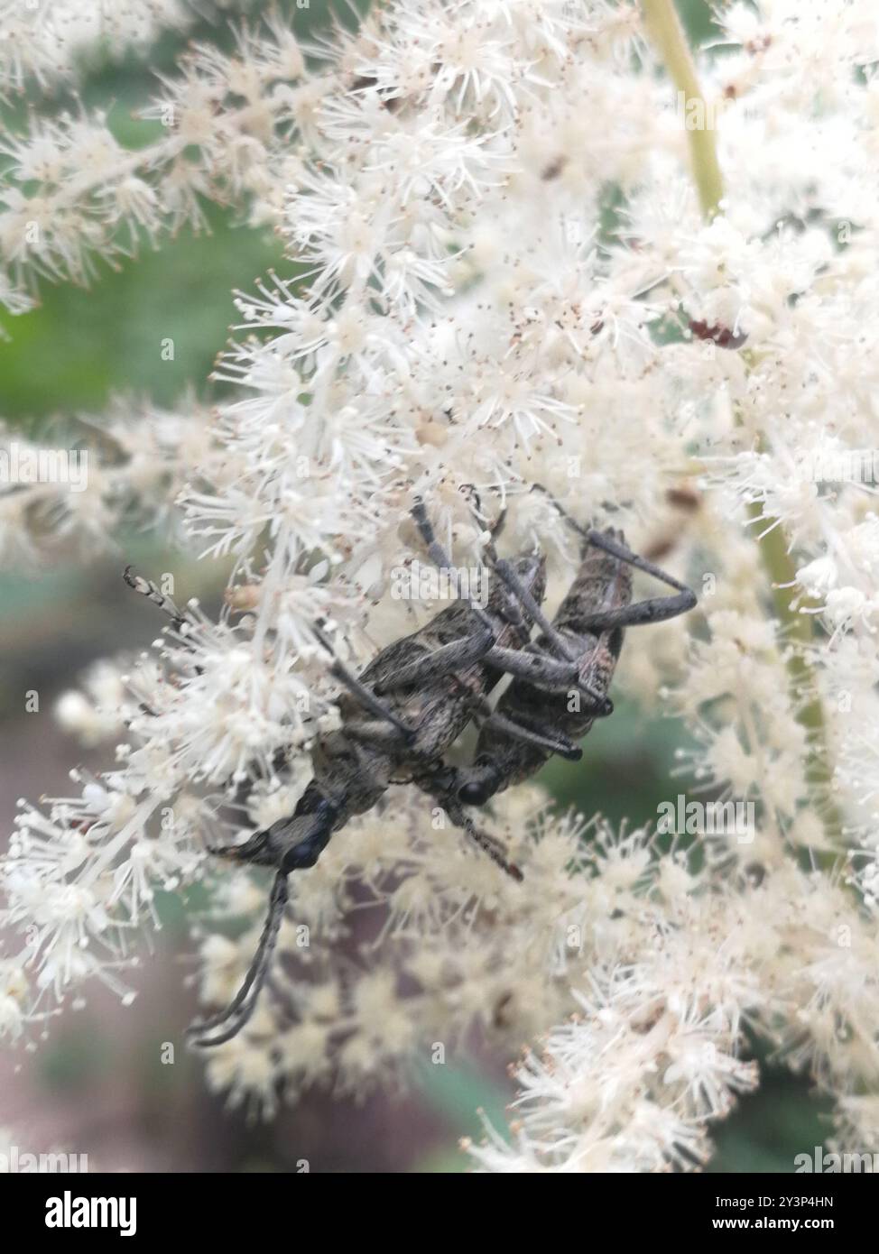 Blackspotted Longhorn Beetle (Rhagium mordax) Insecta Stock Photo - Alamy