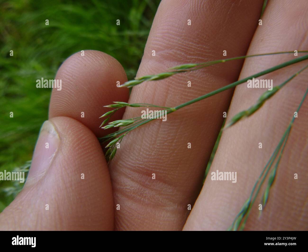 Wood Fescue (Festuca altissima) Plantae Stock Photo - Alamy