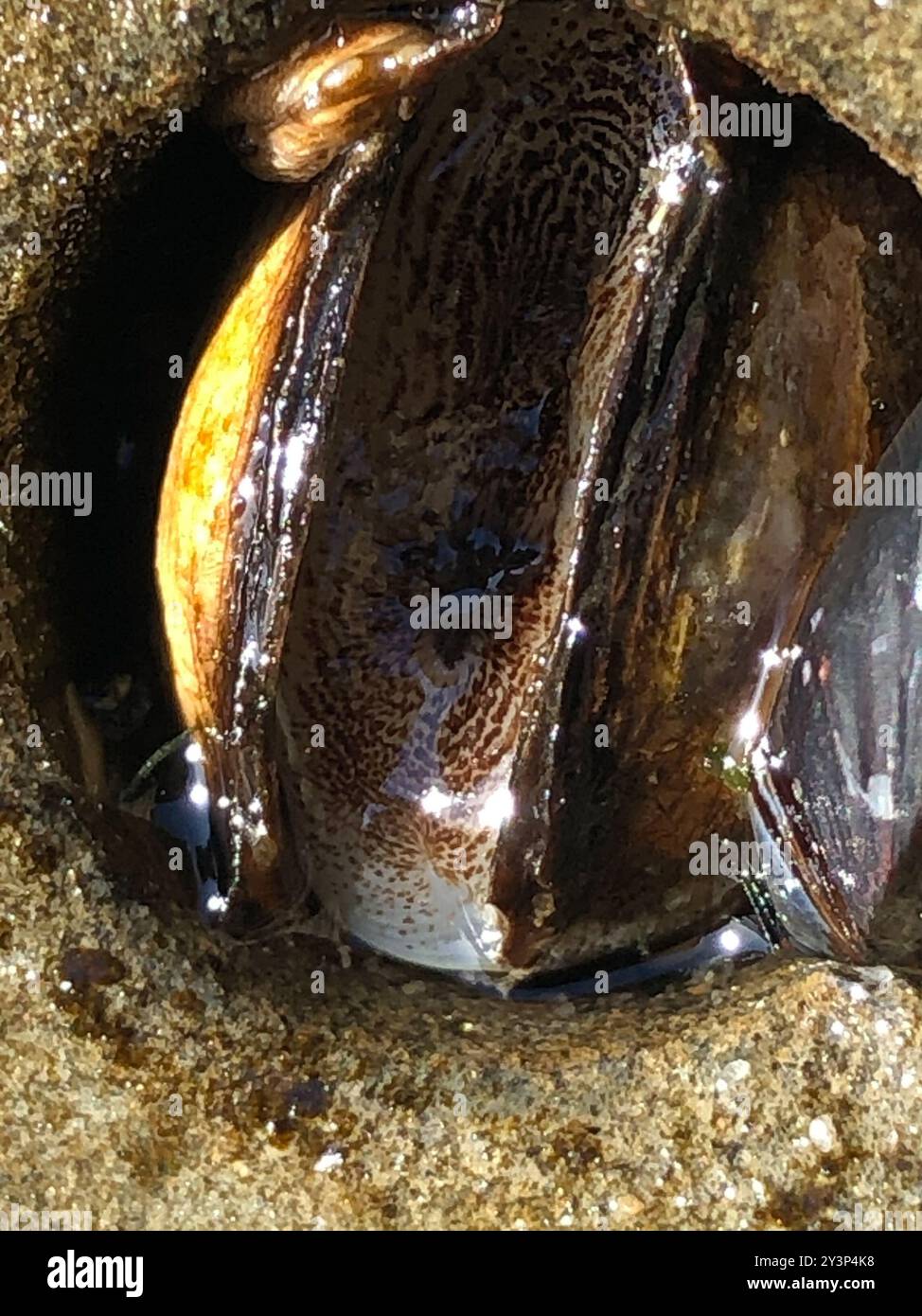 Bivalves (Bivalvia) Mollusca Stock Photo - Alamy