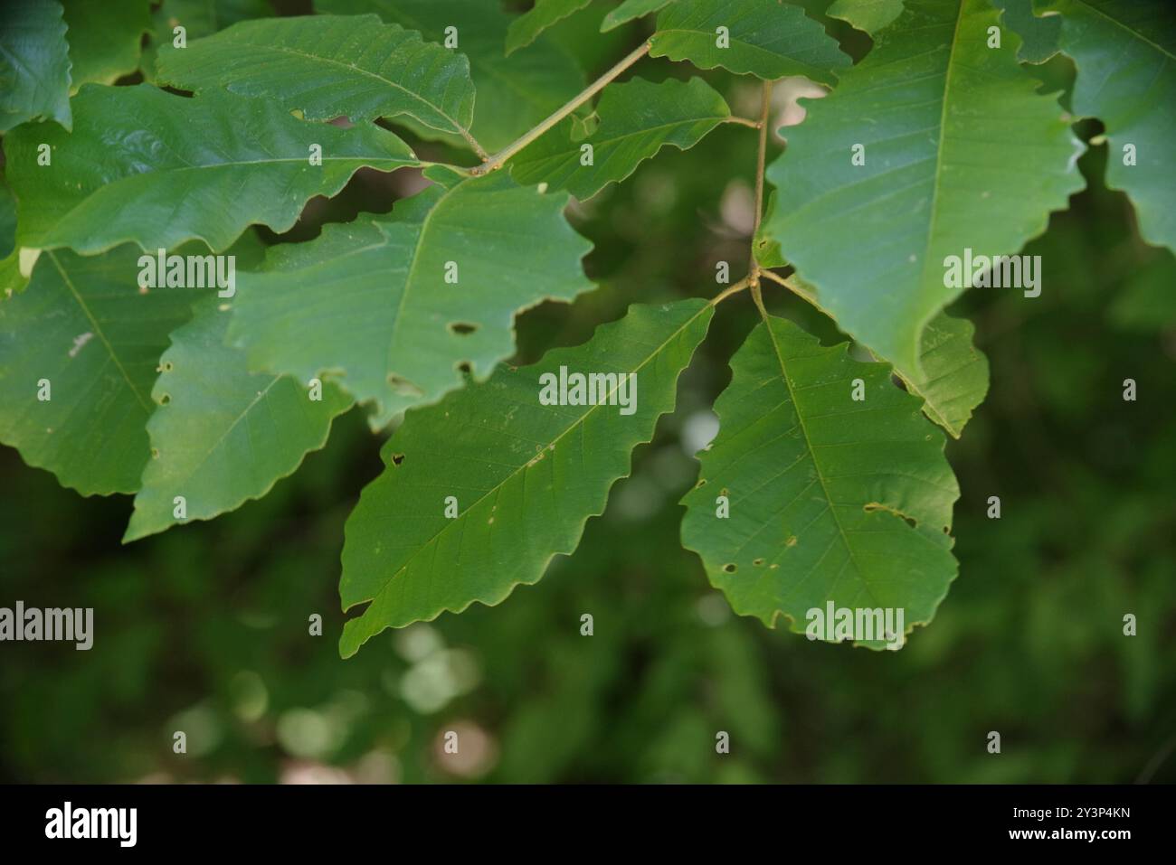 swamp chestnut oak (Quercus michauxii) Plantae Stock Photo - Alamy