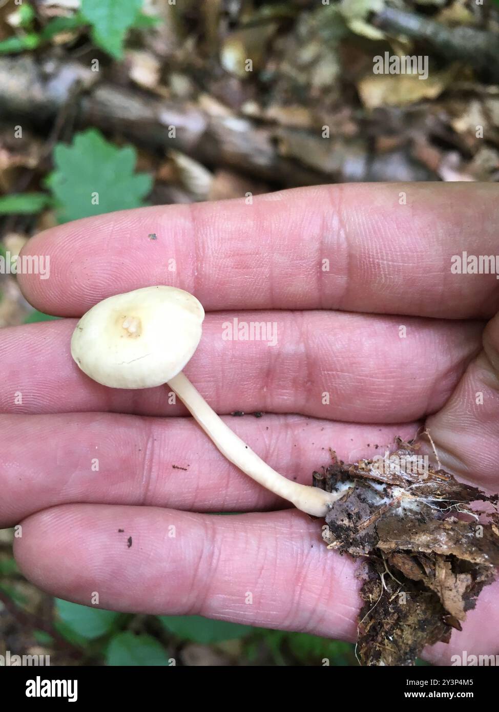 Fragrant Funnel (Clitocybe fragrans) Fungi Stock Photo - Alamy