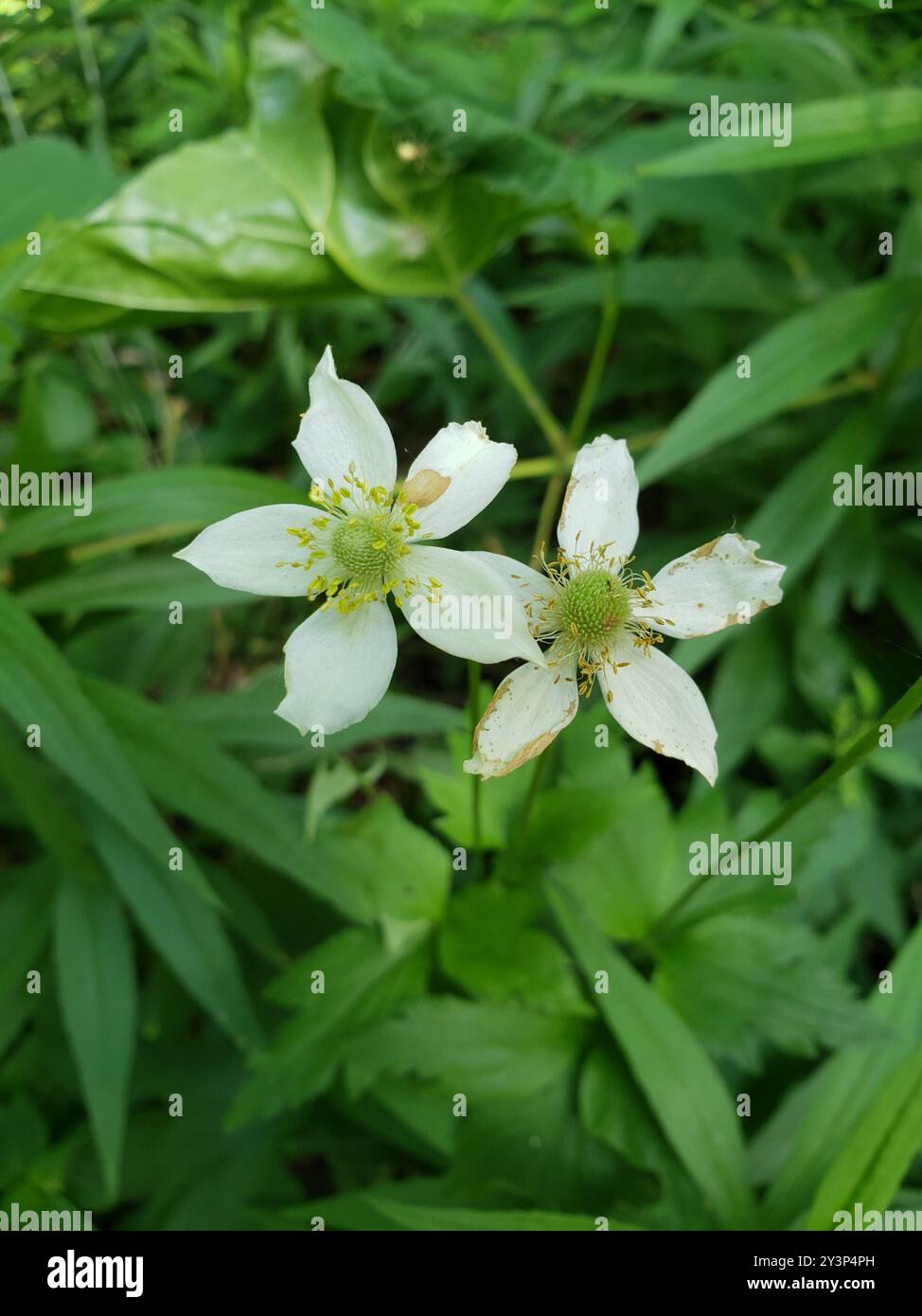 tall thimbleweed (Anemone virginiana) Plantae Stock Photo - Alamy